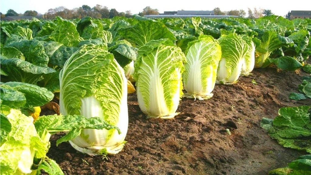 Chinese Cabbage, Organic